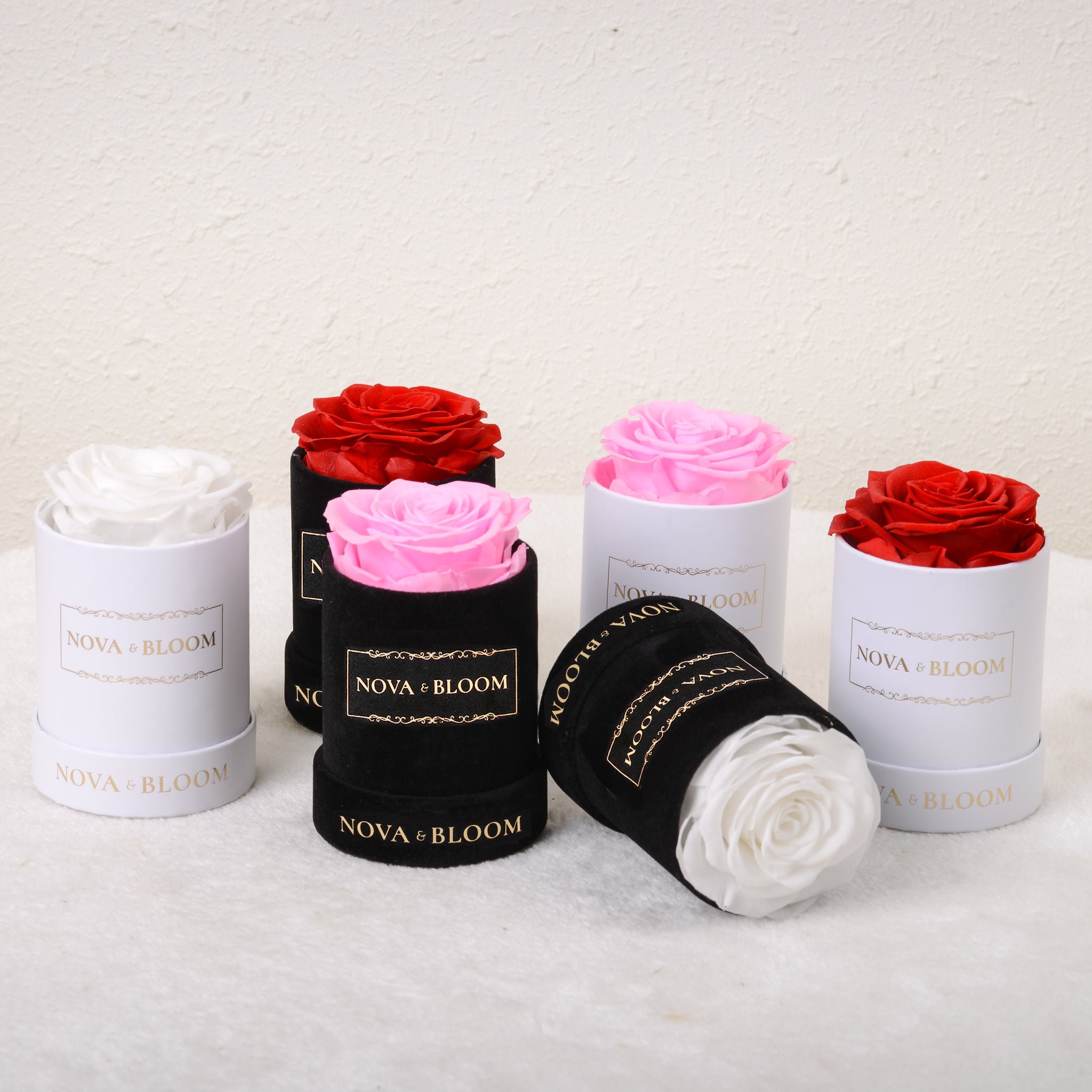 Single Eternal Blooms – Nova & Bloom